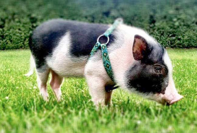 METROPOLITAN PIG - Forgotten New York