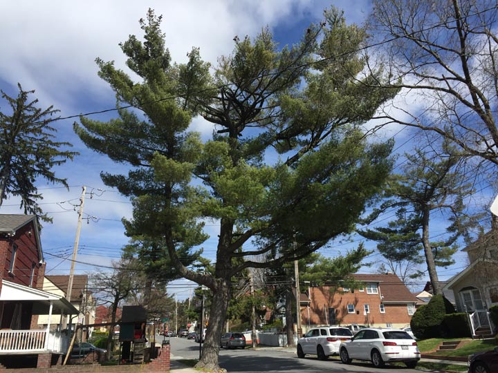 Little Neck - Forgotten New York