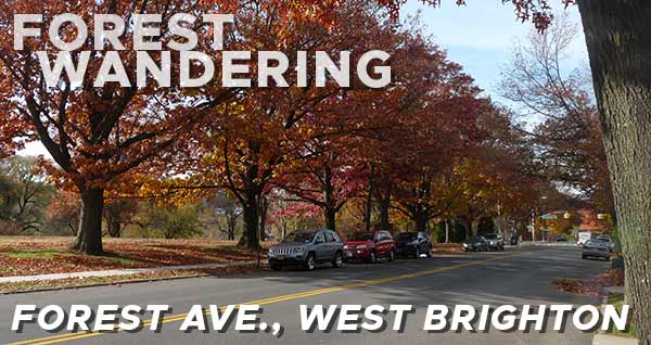 Forest Avenue - Brooklyn, New York