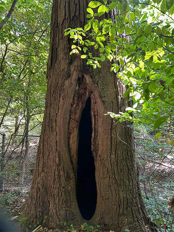 hollow - Forgotten New York
